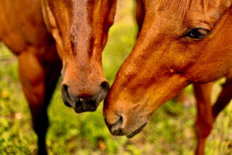 How Horses Communicate With Each Other in Herd Settings – saddlesociety.com