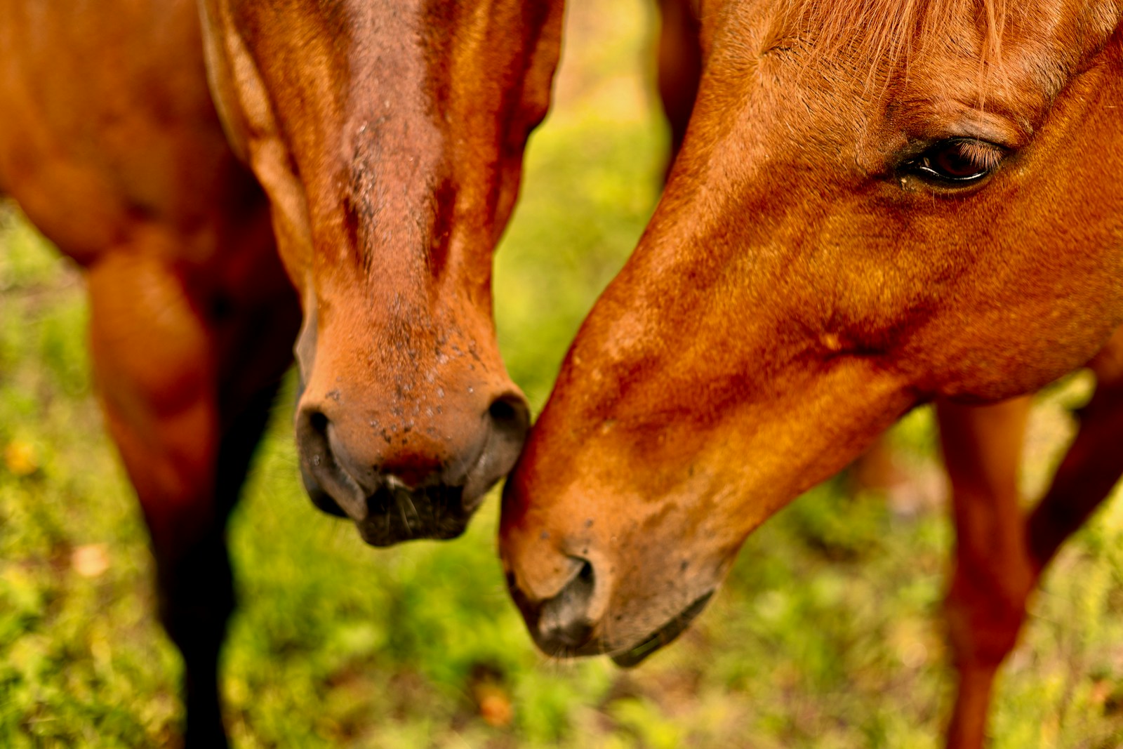 How Horses Communicate With Each Other in Herd Settings – saddlesociety.com