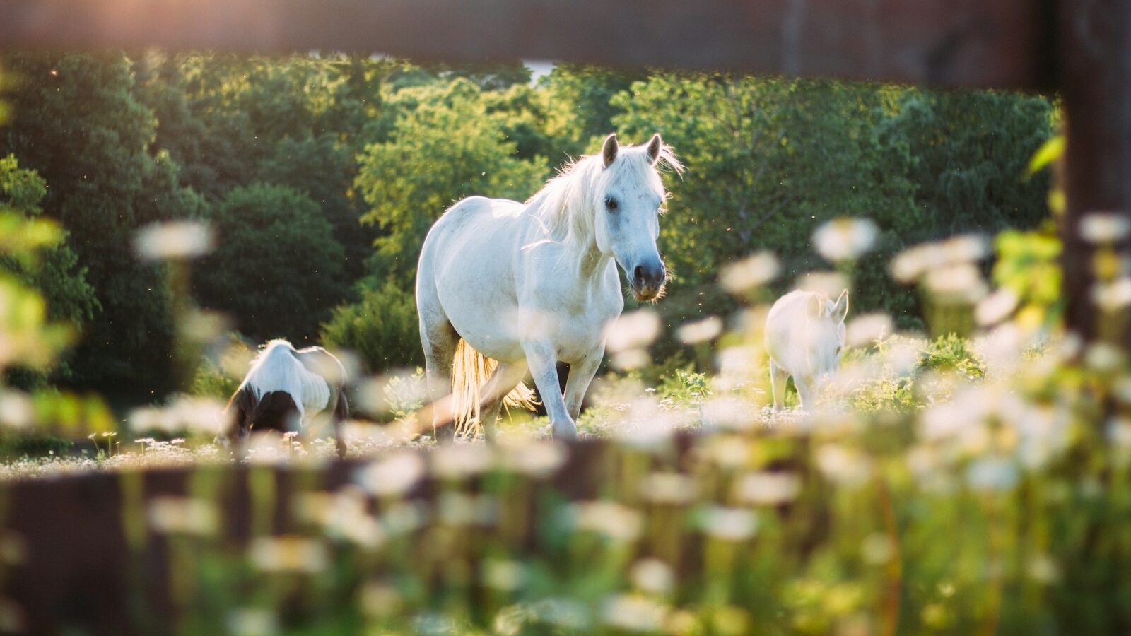 The Influence of Horse Gods and Goddesses in Ancient Civilizations ...