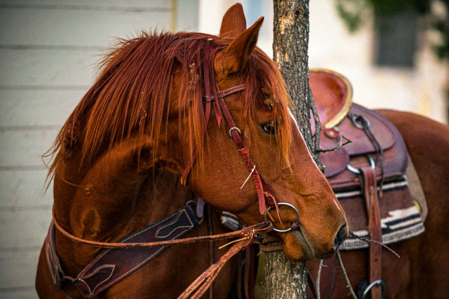 How to Measure a Horse for Saddle and Tack Fit – saddlesociety.com