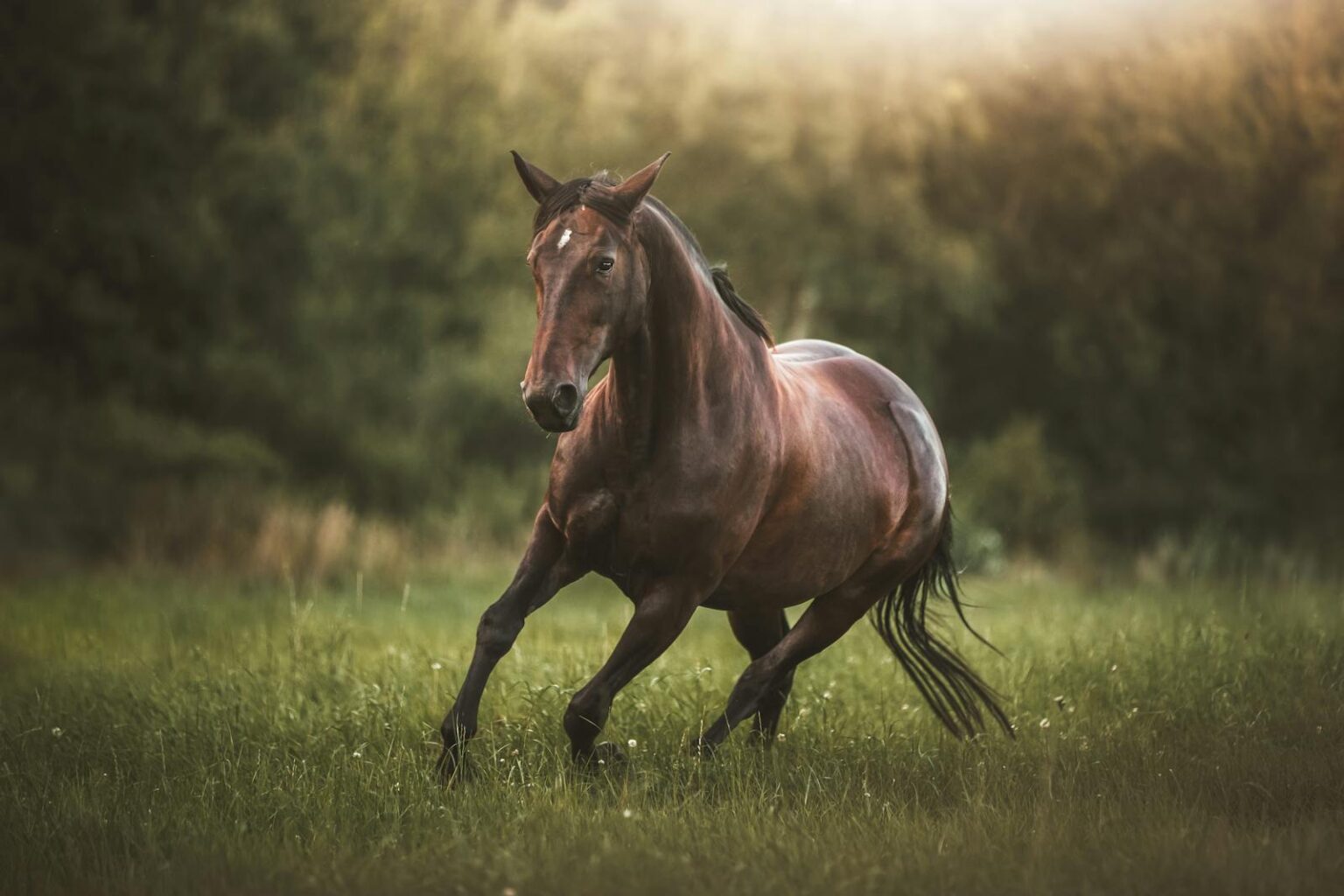 How Horses Were Trained for Ancient War Chariots – saddlesociety.com
