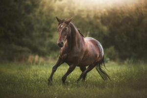 How Horses Were Trained for Ancient War Chariots – saddlesociety.com